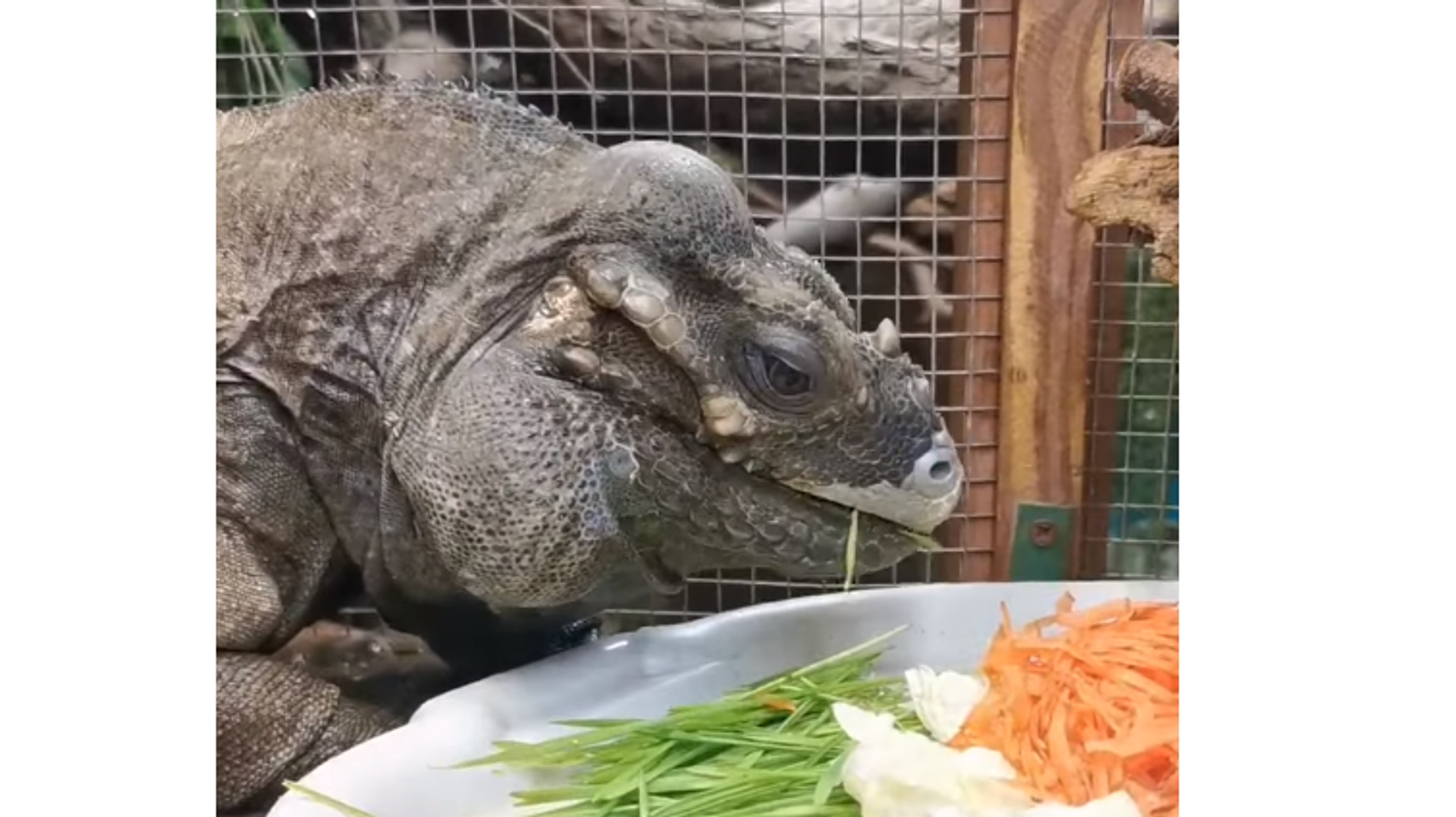 Zoologijos sodas vaizdo įraše parodė, kaip reikia susiimti po švenčių ...